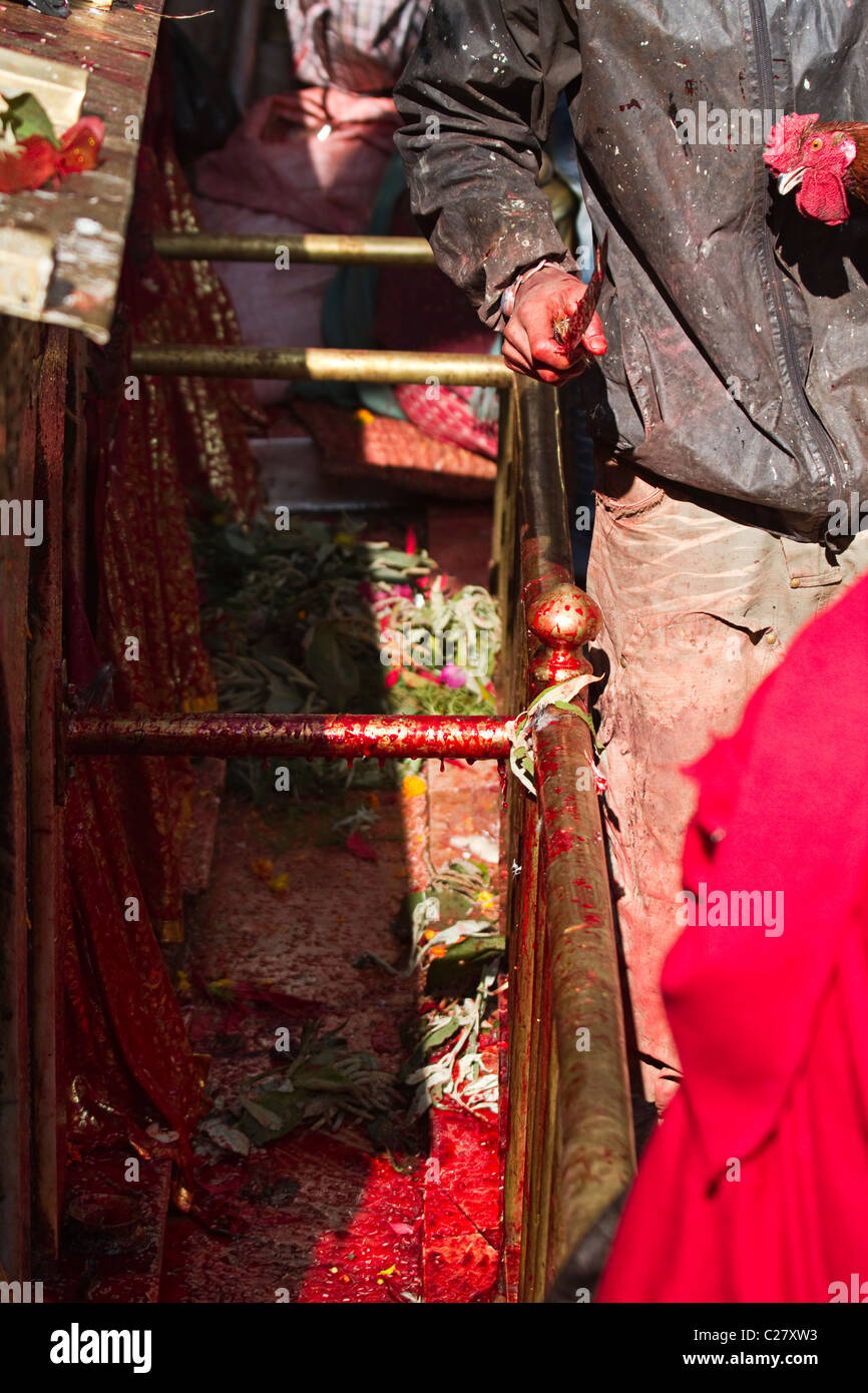 Animal sacrifice hi-res stock photography and images - Alamy