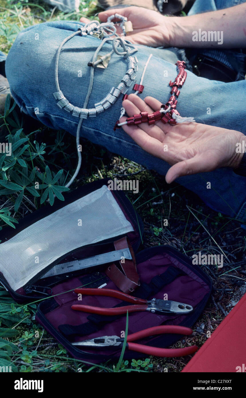 Merlin Falcon, Denali National Park, Alaska, raptor, hunter, bird of ...