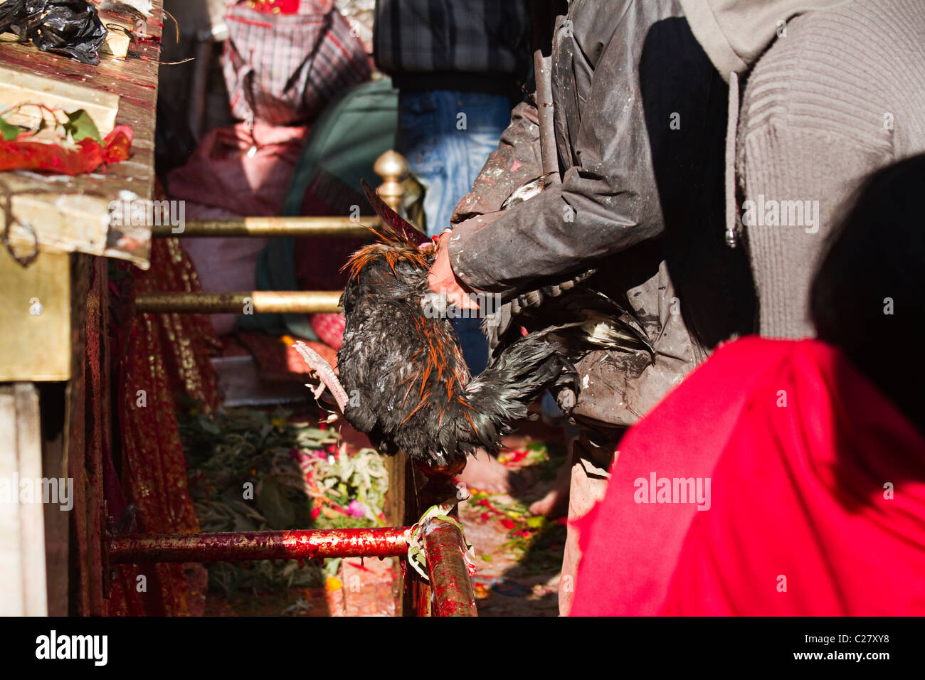 Animal sacrifice at Dakshinkali temple, Kathmandu. Nepal Stock Photo ...