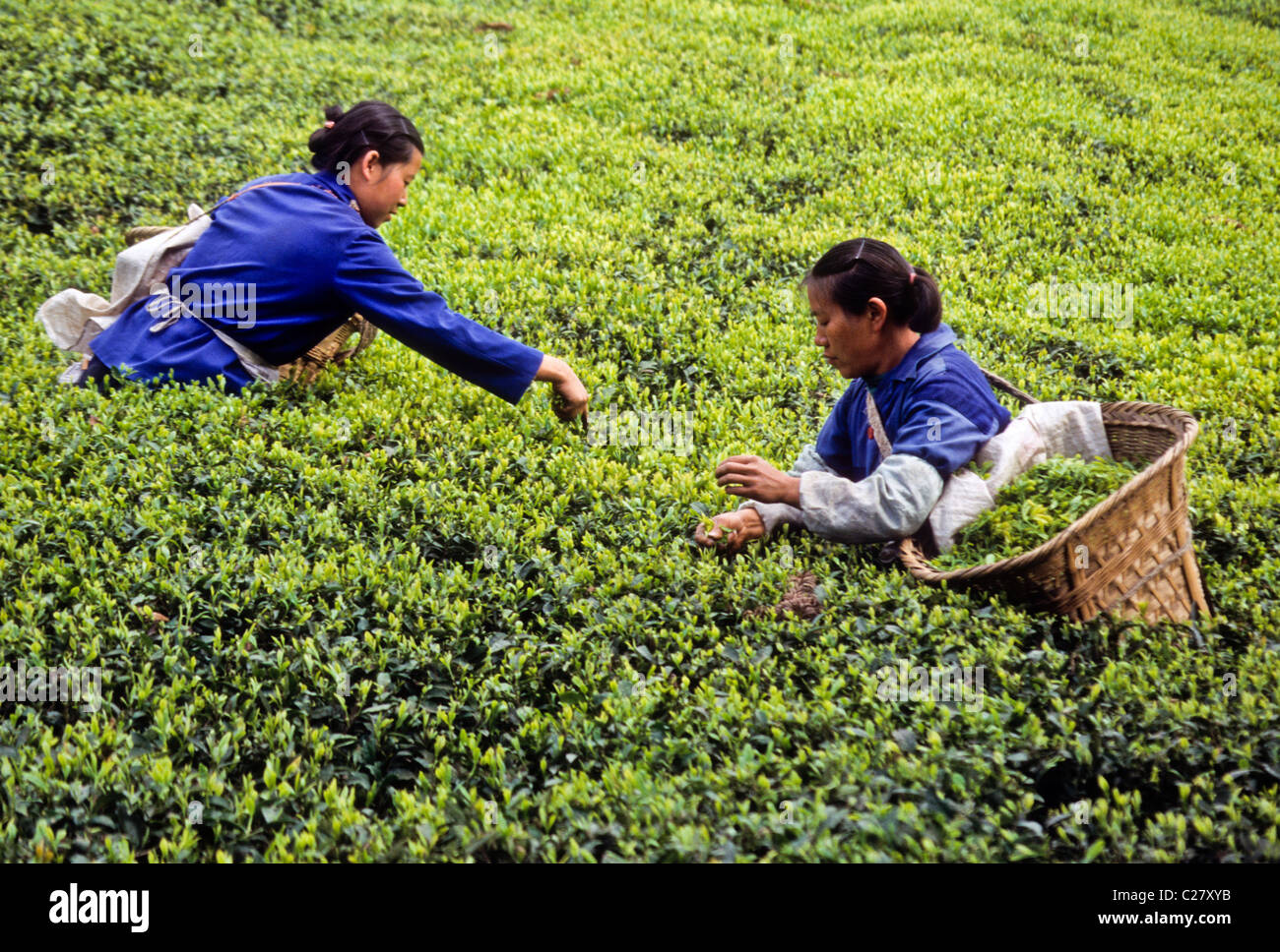 Women picking tea, Guizhou, China Stock Photo - Alamy