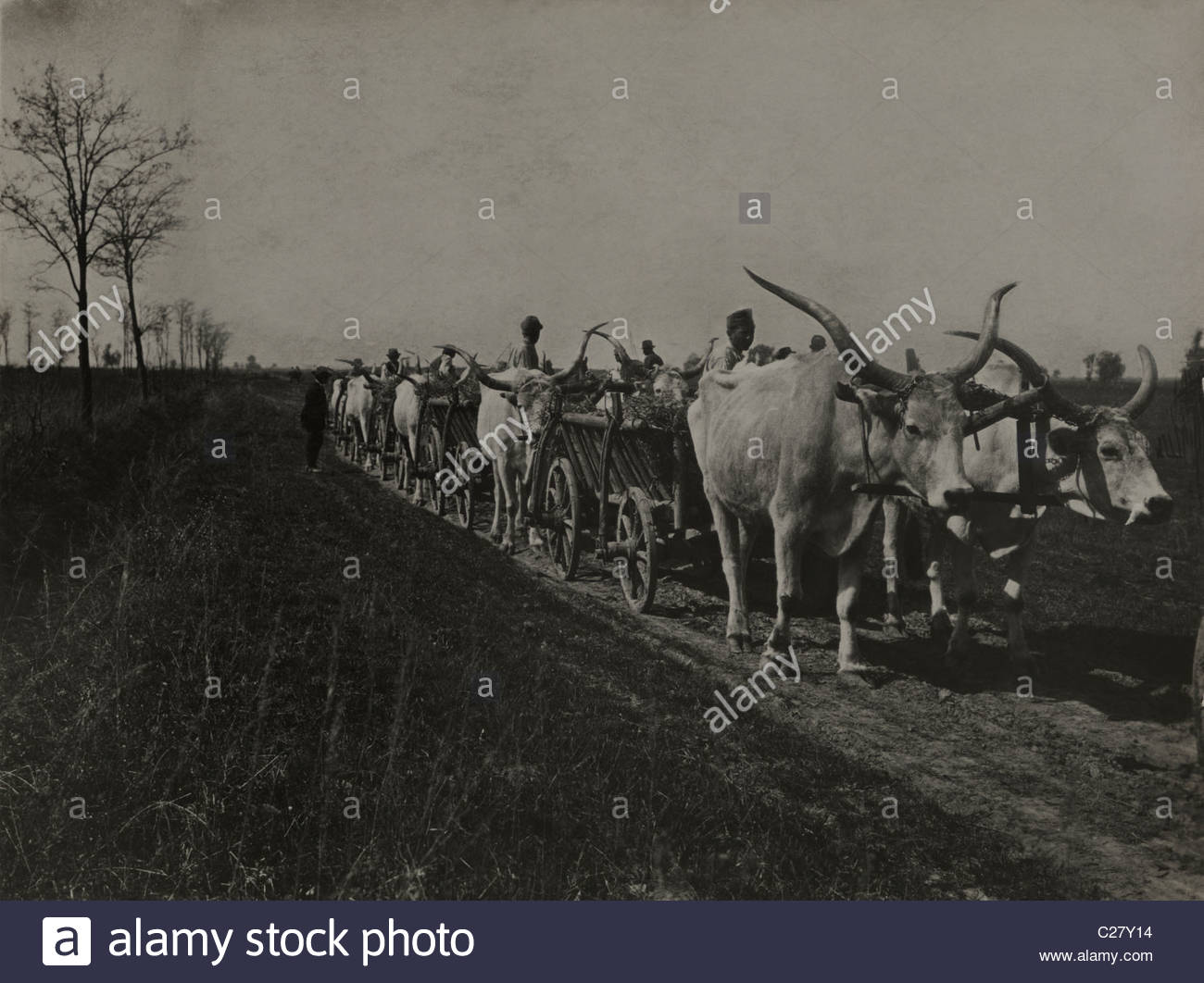 Oxen Teams High Resolution Stock Photography and Images - Alamy