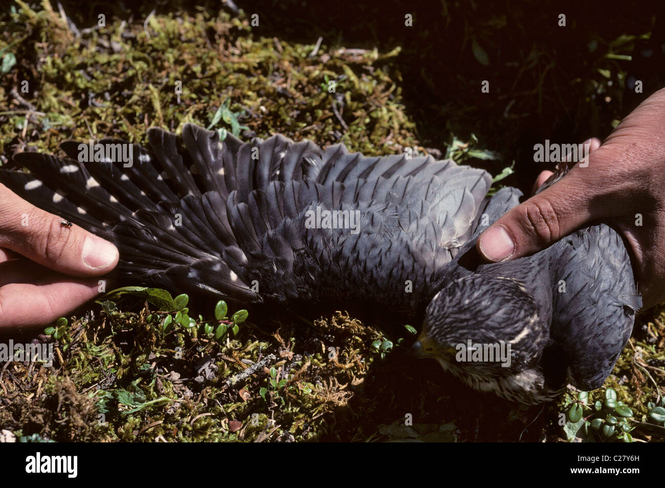Merlin Falcon, Denali National Park, Alaska, raptor, hunter, bird of ...