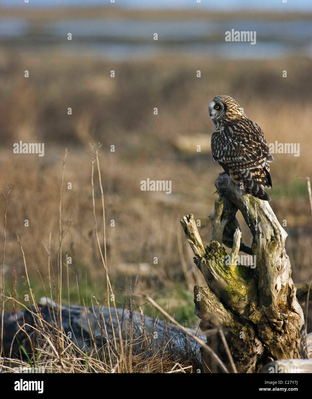 Short Eared Owl,Asio flammeus Stock Photo - Alamy