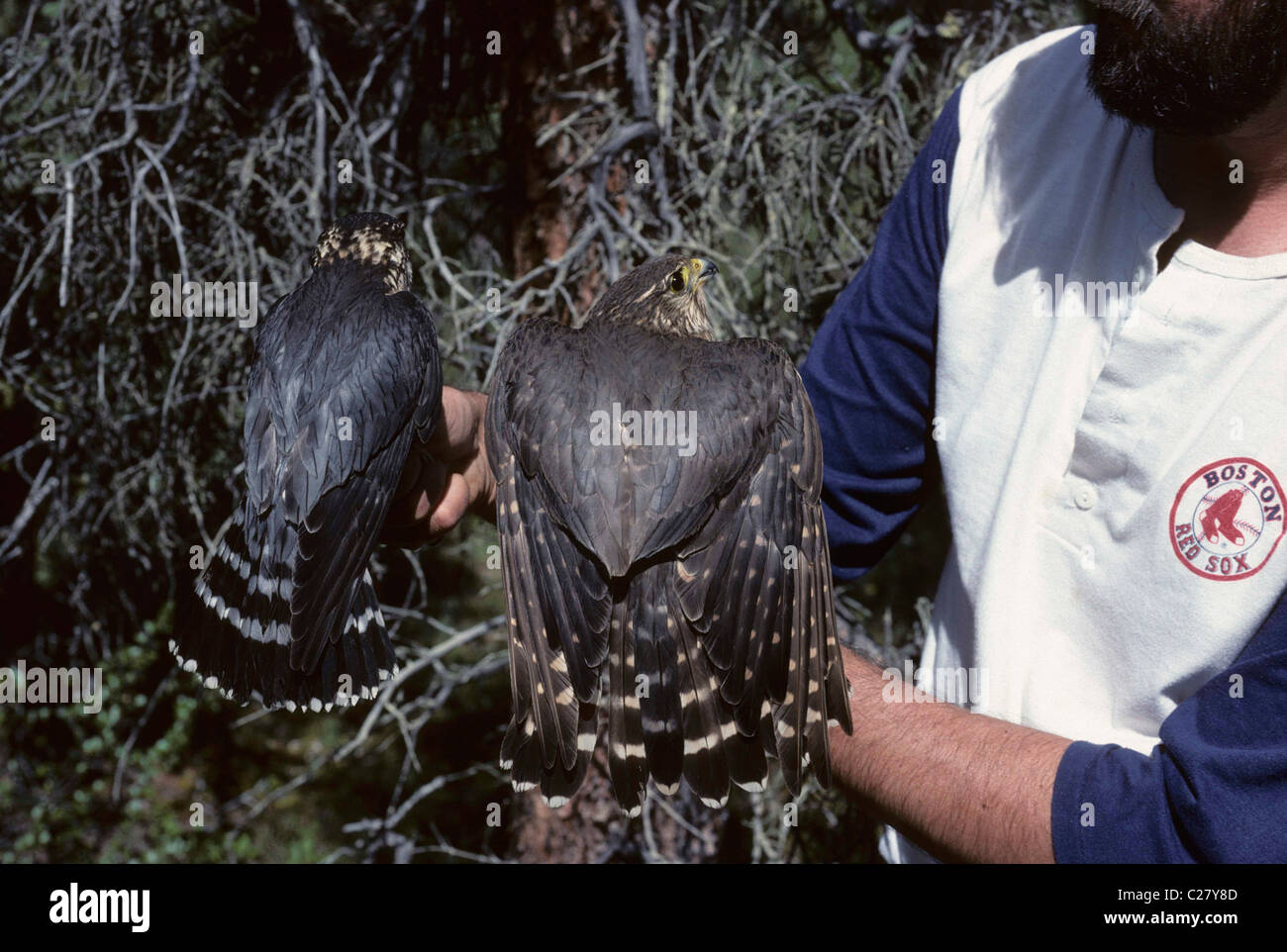 Merlin Falcon, Denali National Park, Alaska, raptor, hunter, bird of ...