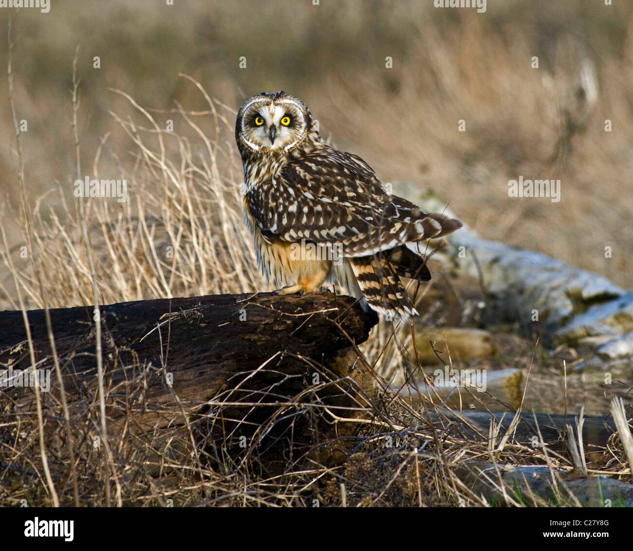 Short Eared Owl,Asio flammeus Stock Photo - Alamy