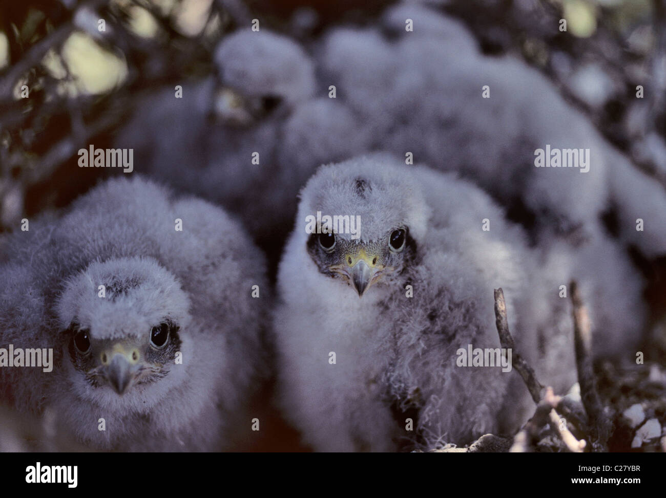Merlin Falcon chicks in nest, Denali National Park, Alaska, raptor ...