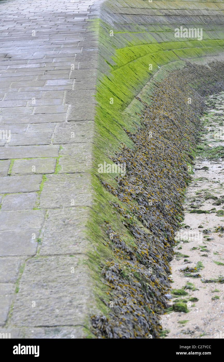 algues verte et jaunes déposées sur une digue green and yellow algae ...