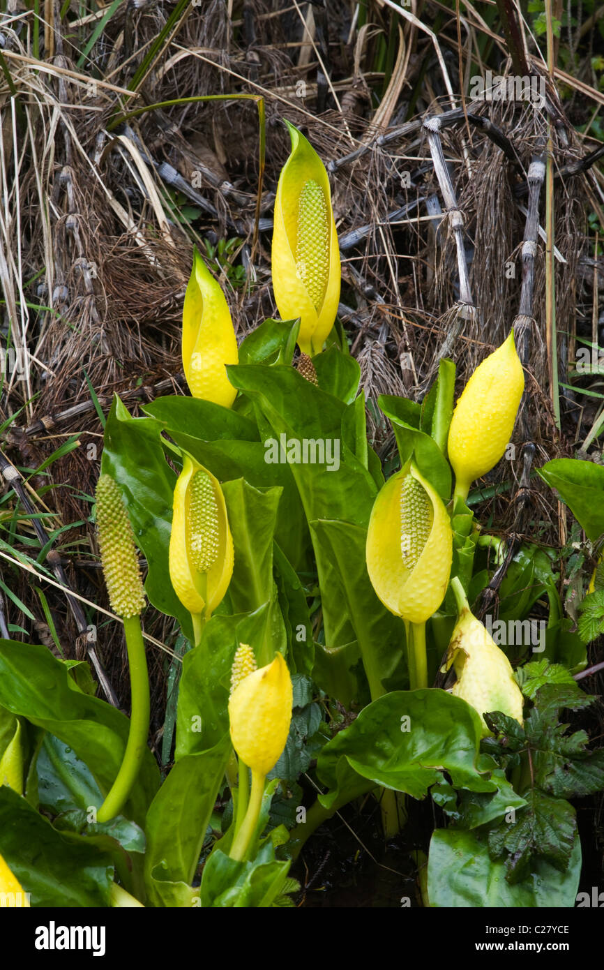 Swamp cabbage hi-res stock photography and images - Alamy