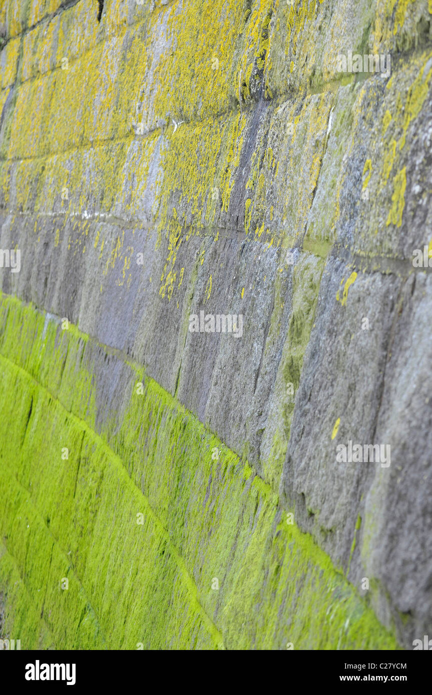 Algue mer algues hi-res stock photography and images - Alamy