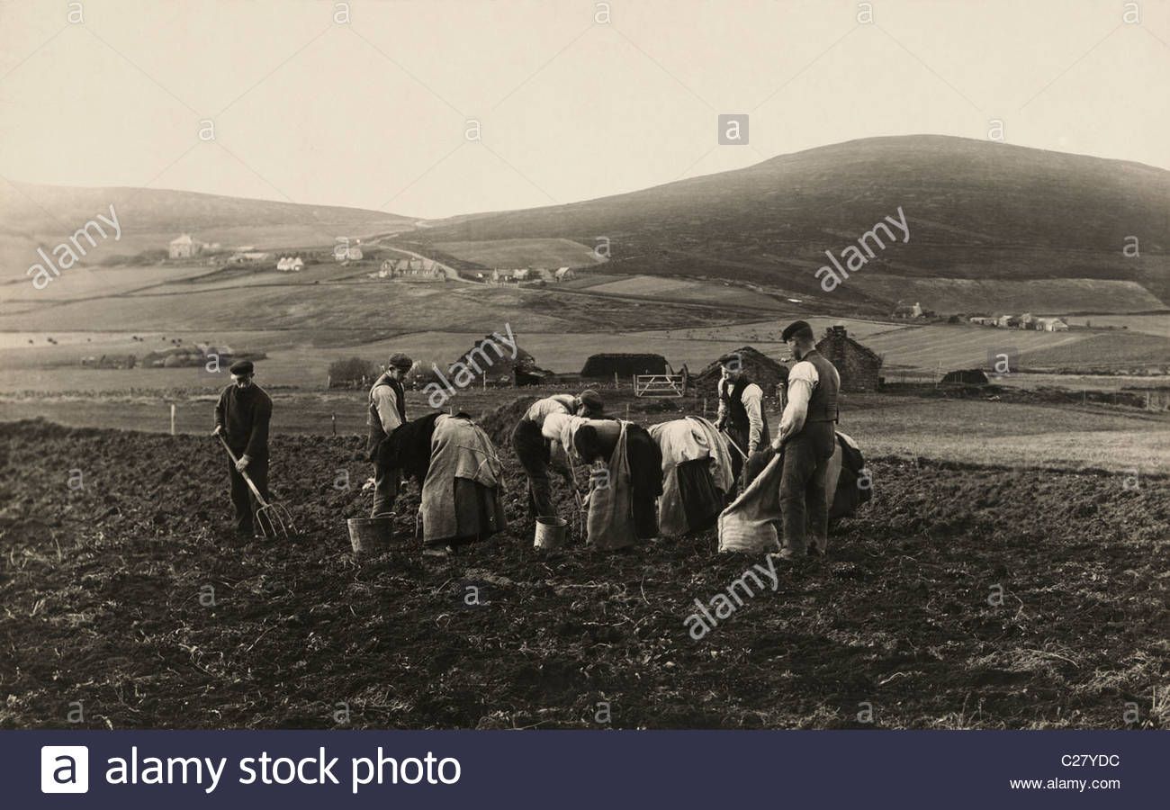 Farming Scotland Potatoes Stock Photos & Farming Scotland Potatoes ...
