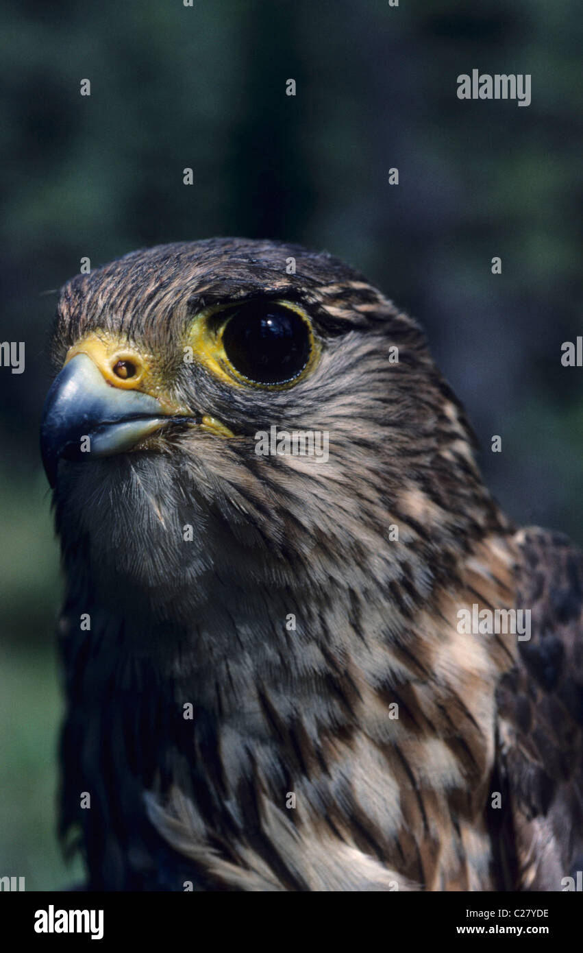 Merlin Falcon, Denali National Park, Alaska, raptor, hunter, bird of ...