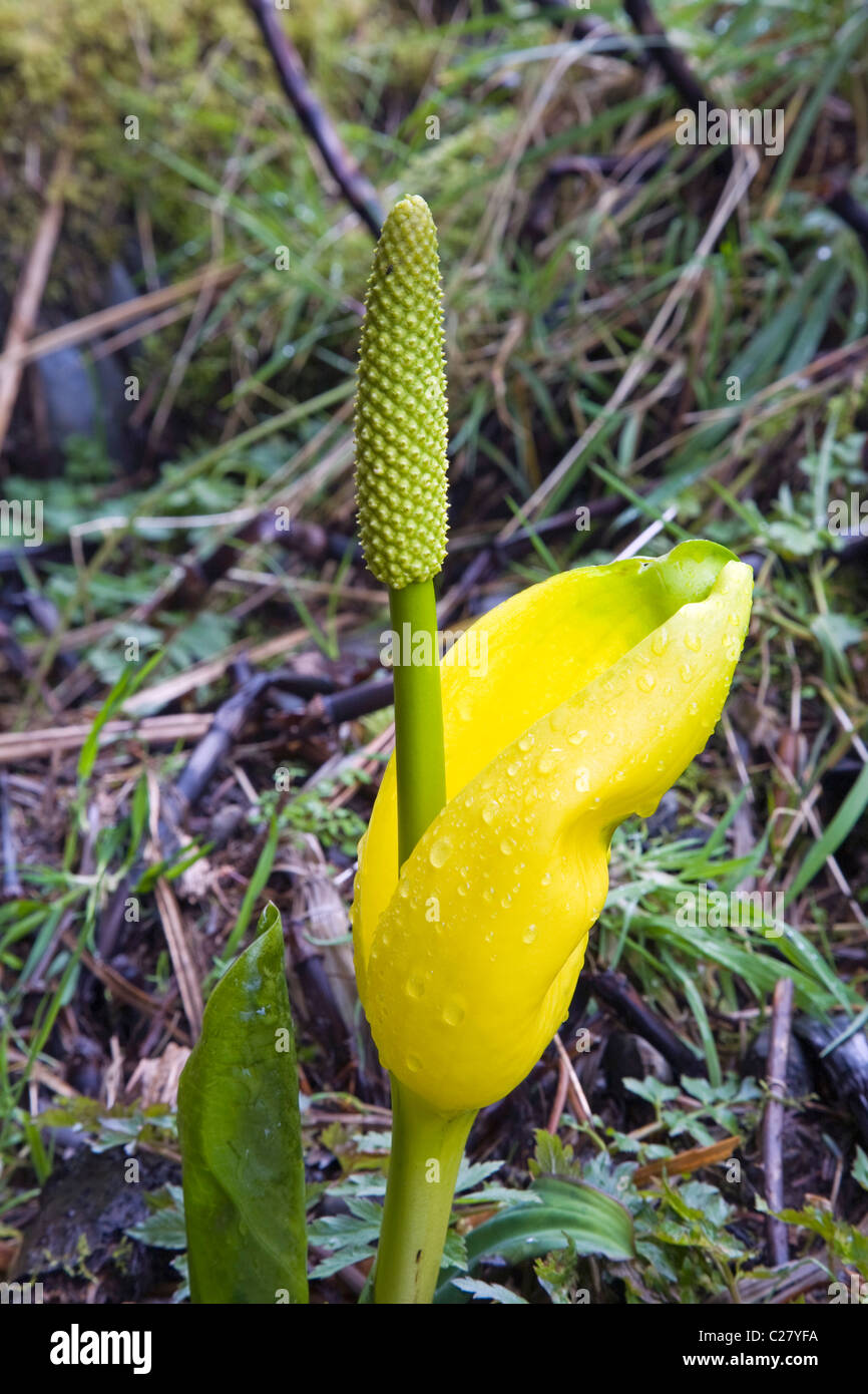 Swamp plants hi-res stock photography and images - Alamy