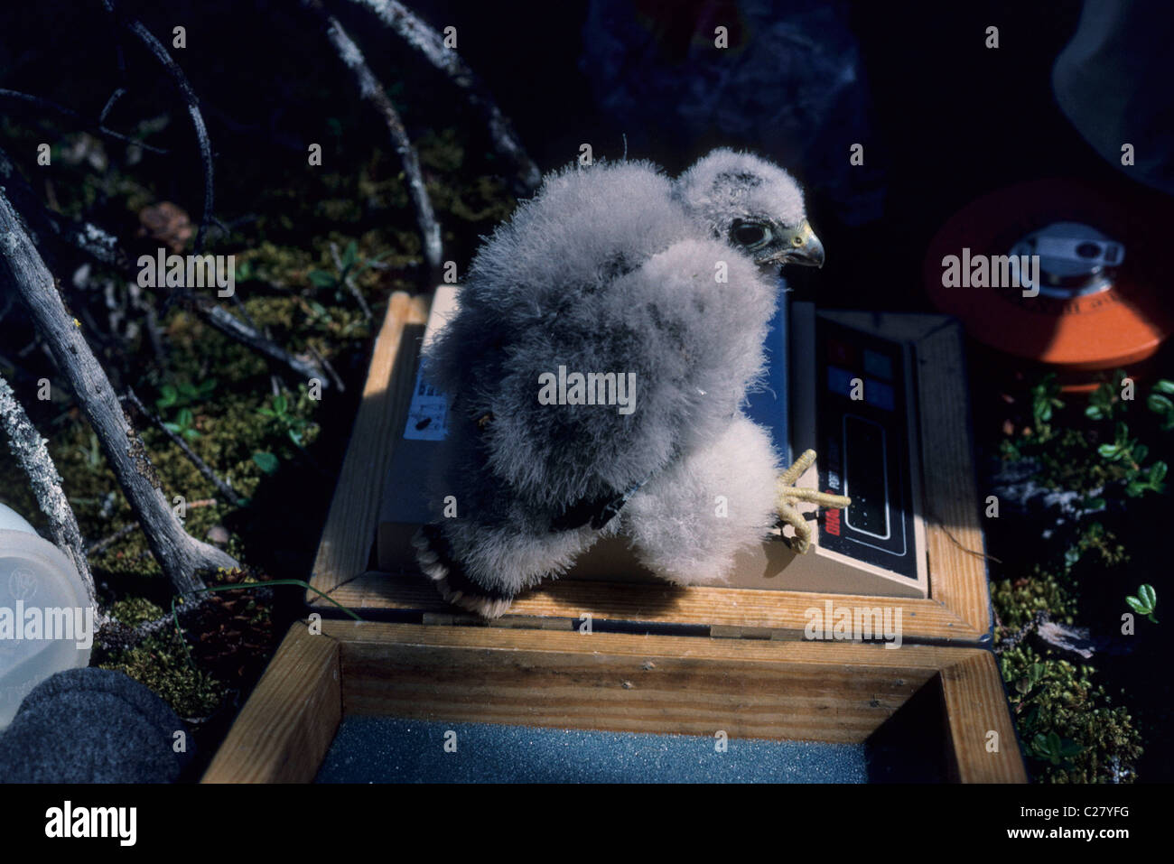 Merlin Falcon chick, Denali National Park, Alaska, raptor, hunter, bird ...