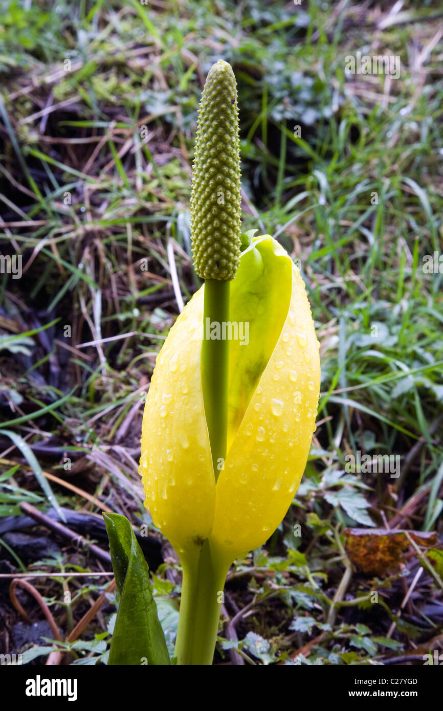 Swamp cabbage hi-res stock photography and images - Alamy