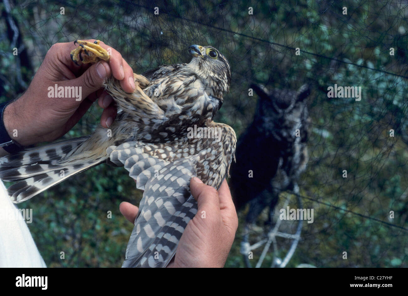 Merlin Falcon, Denali National Park, Alaska, raptor, hunter, bird of ...