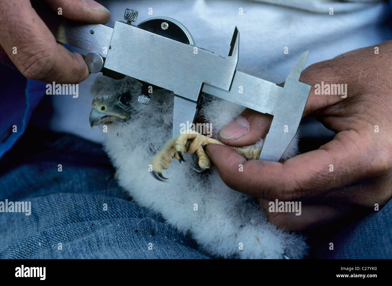 Merlin Falcon chick, Denali National Park, Alaska, raptor, hunter, bird ...