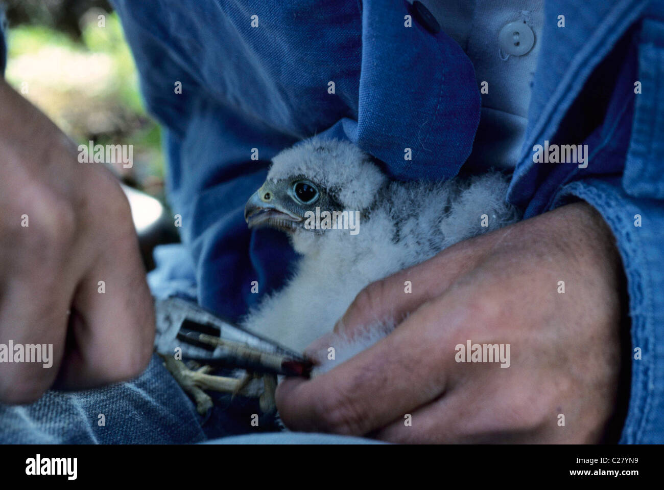 Merlin Falcon chick, Denali National Park, Alaska, raptor, hunter, bird ...