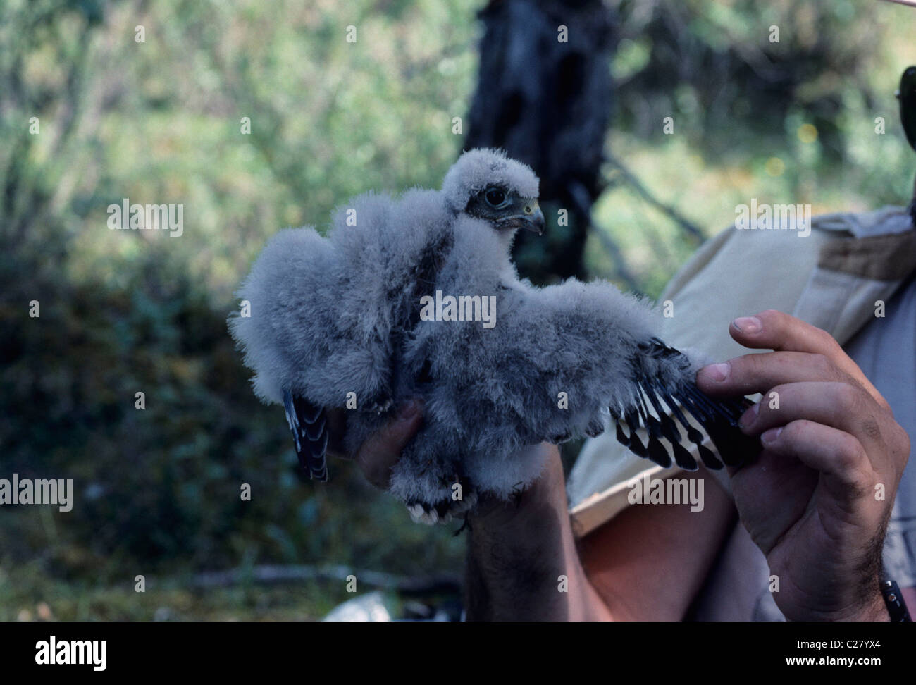 Merlin Falcon chick, Denali National Park, Alaska, raptor, hunter, bird ...
