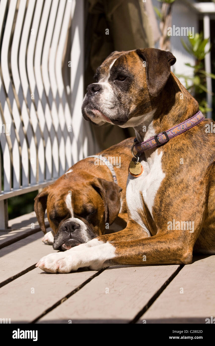 Two Boxer dogs having a rest on the deck. One is drifting off to sleep ...