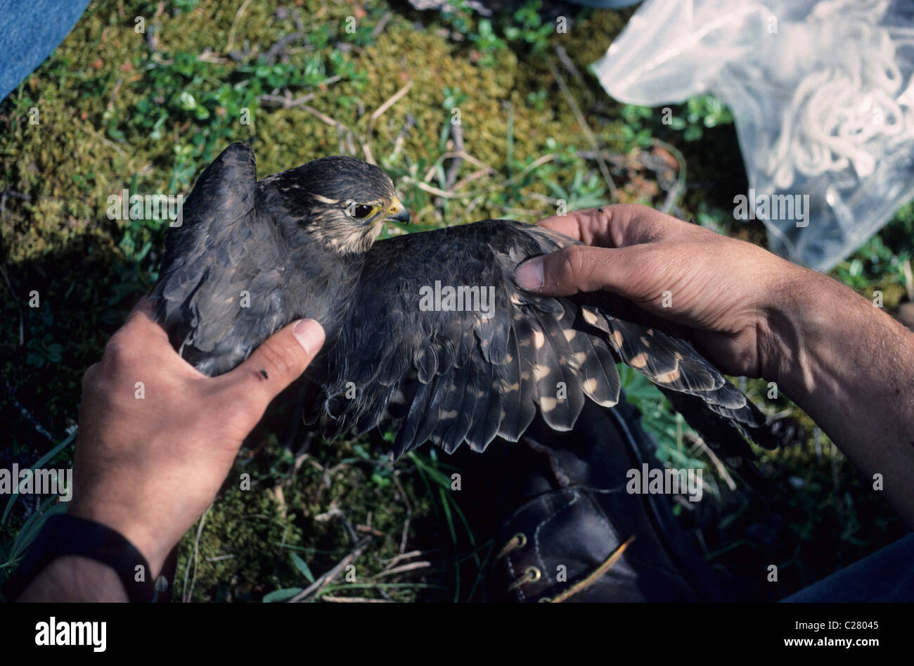 Merlin Falcon, Denali National Park, Alaska, raptor, hunter, bird of ...