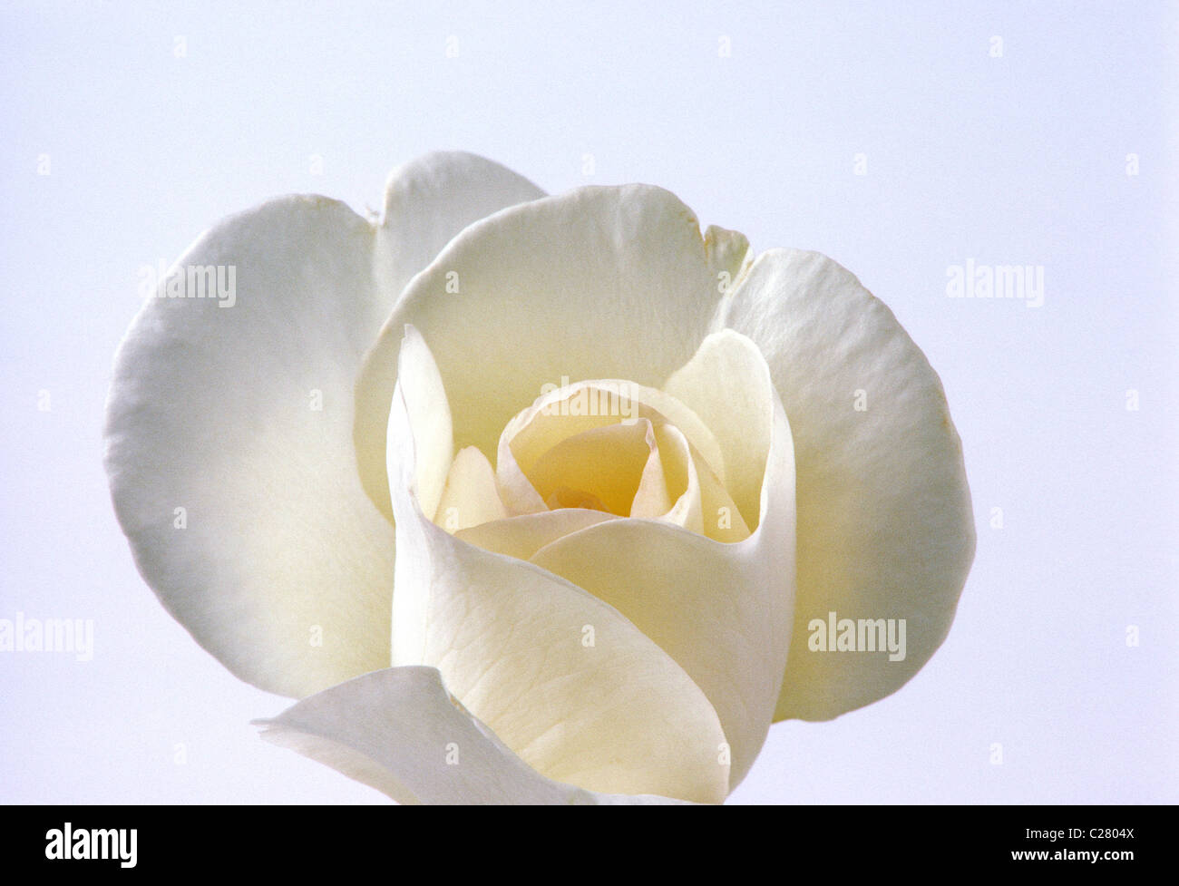 Close-up macro photograph of a white rose Stock Photo - Alamy