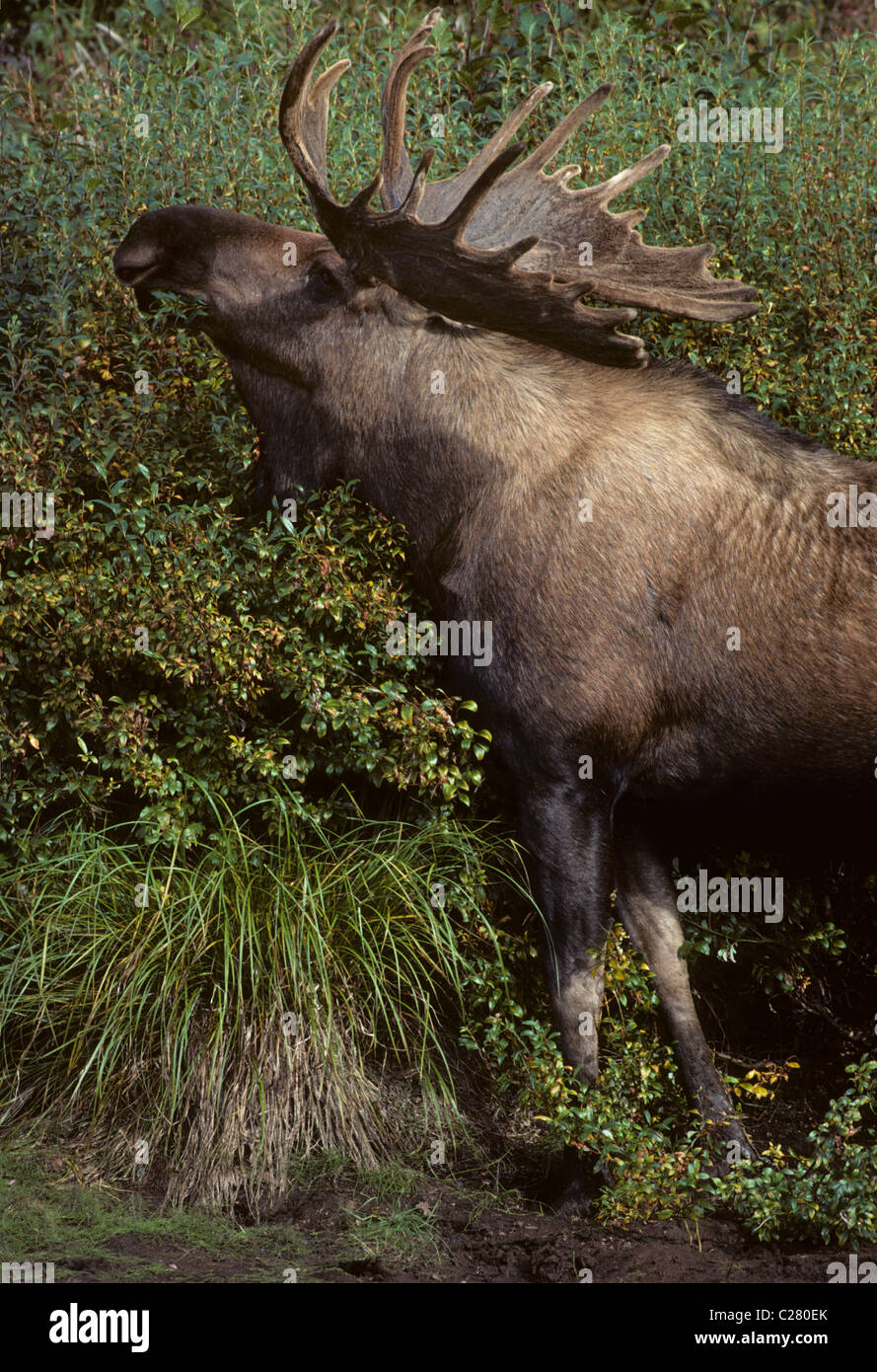 Bull Moose, Denali National Park, Alaska, Autumn, fall, rut, rutting ...