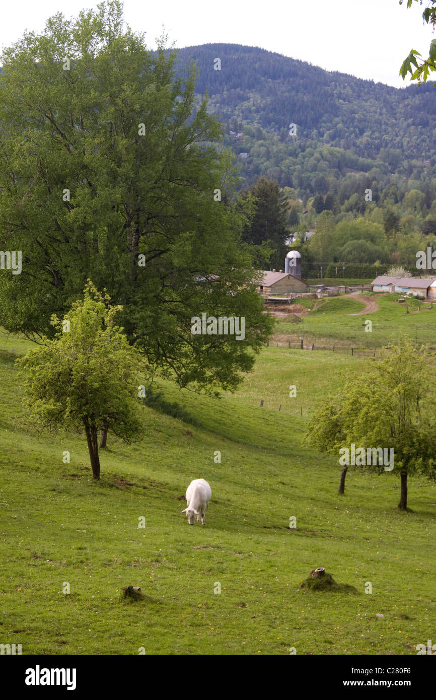 Fraser Valley area dairy farm Stock Photo - Alamy