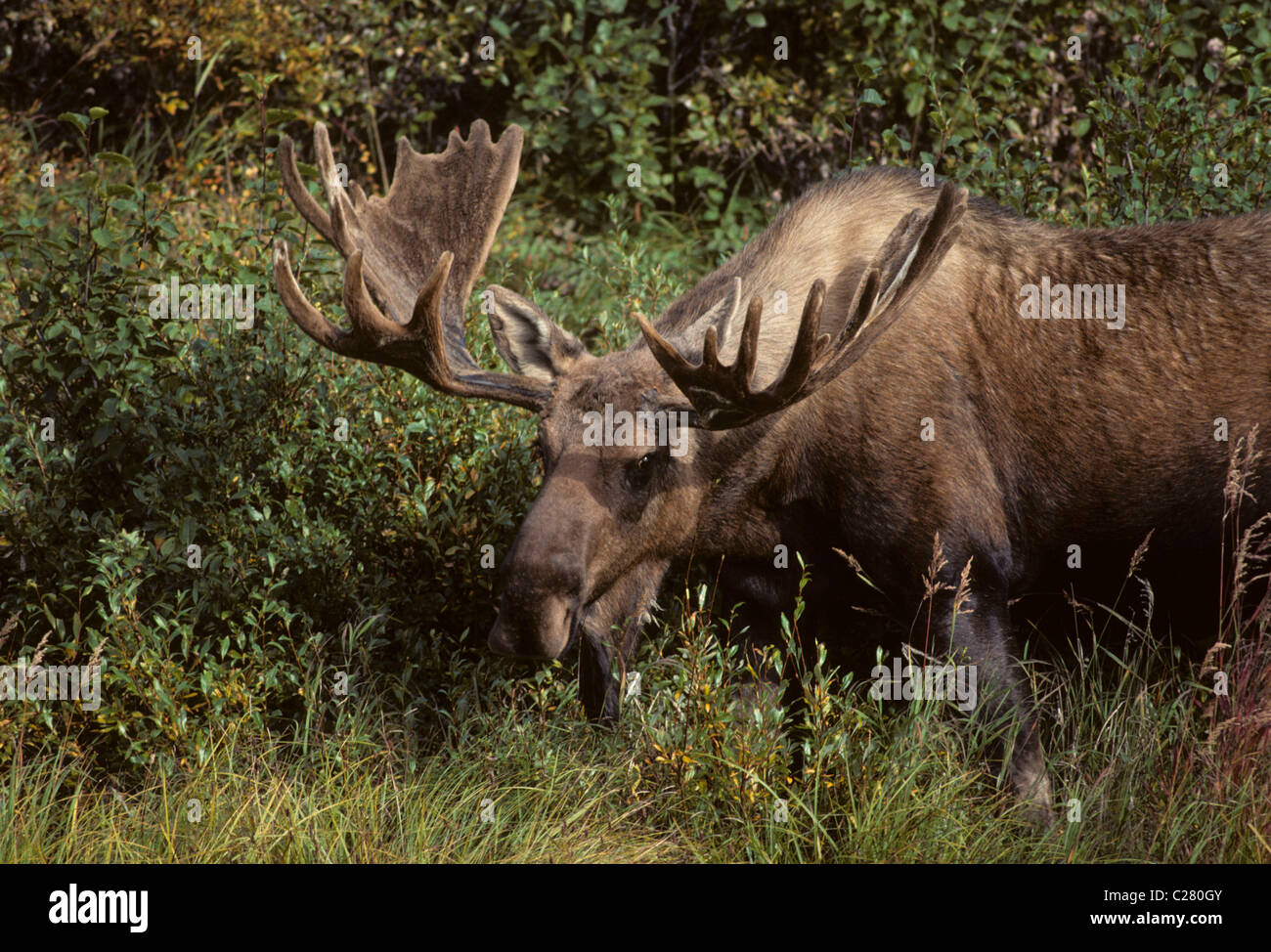 Bull Moose, Denali National Park, Alaska, Autumn, fall, rut, rutting ...