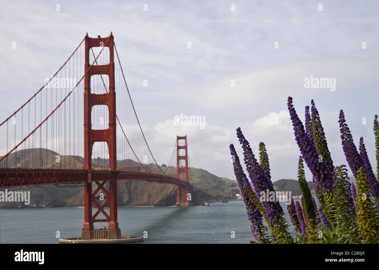 Golden gate bridge flowers hi-res stock photography and images - Alamy