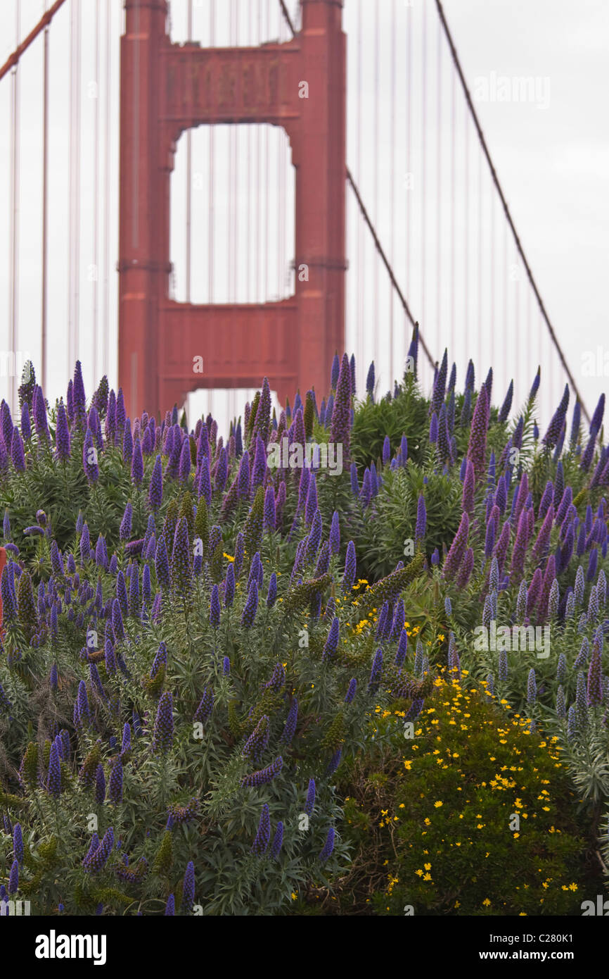 View of Golden tower of Gate Bridge behind flower garden from viewpoint ...