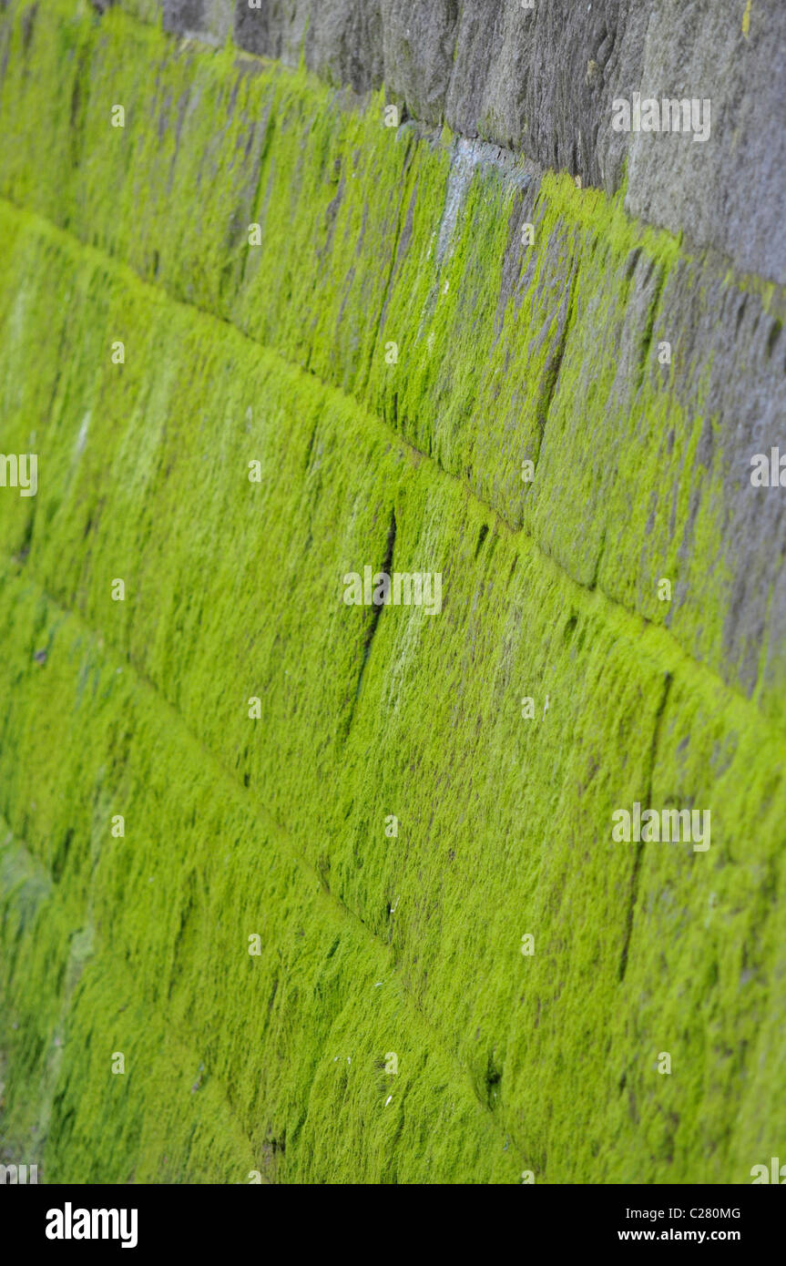 Algae on a stone hi-res stock photography and images - Alamy