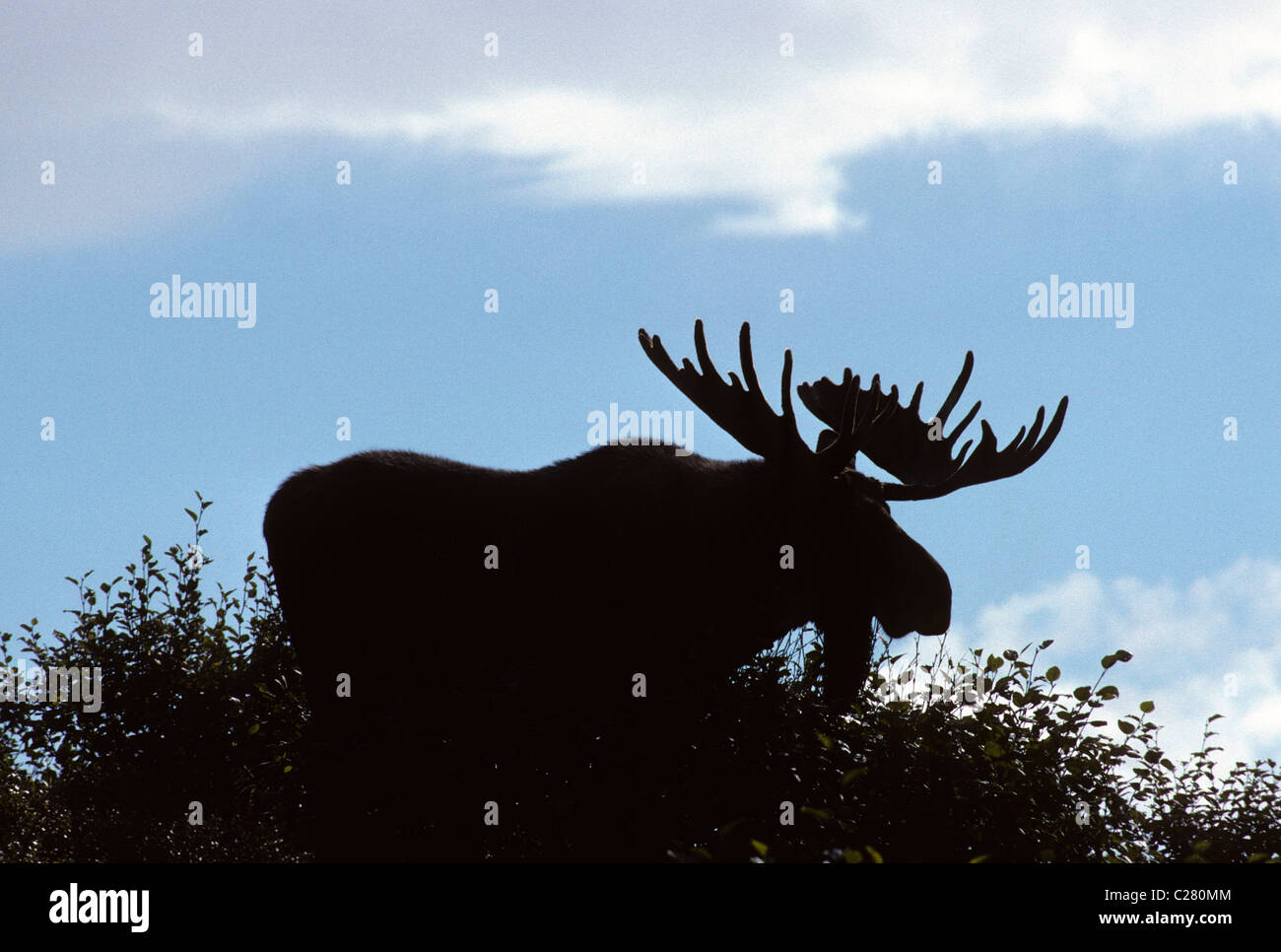 Moose sparring hi-res stock photography and images - Alamy