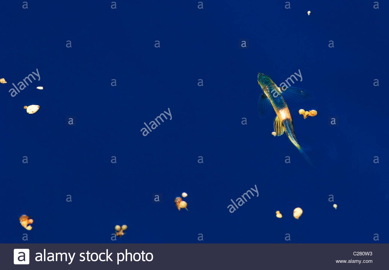 Sargassum Fish Stock Photos & Sargassum Fish Stock Images - Alamy