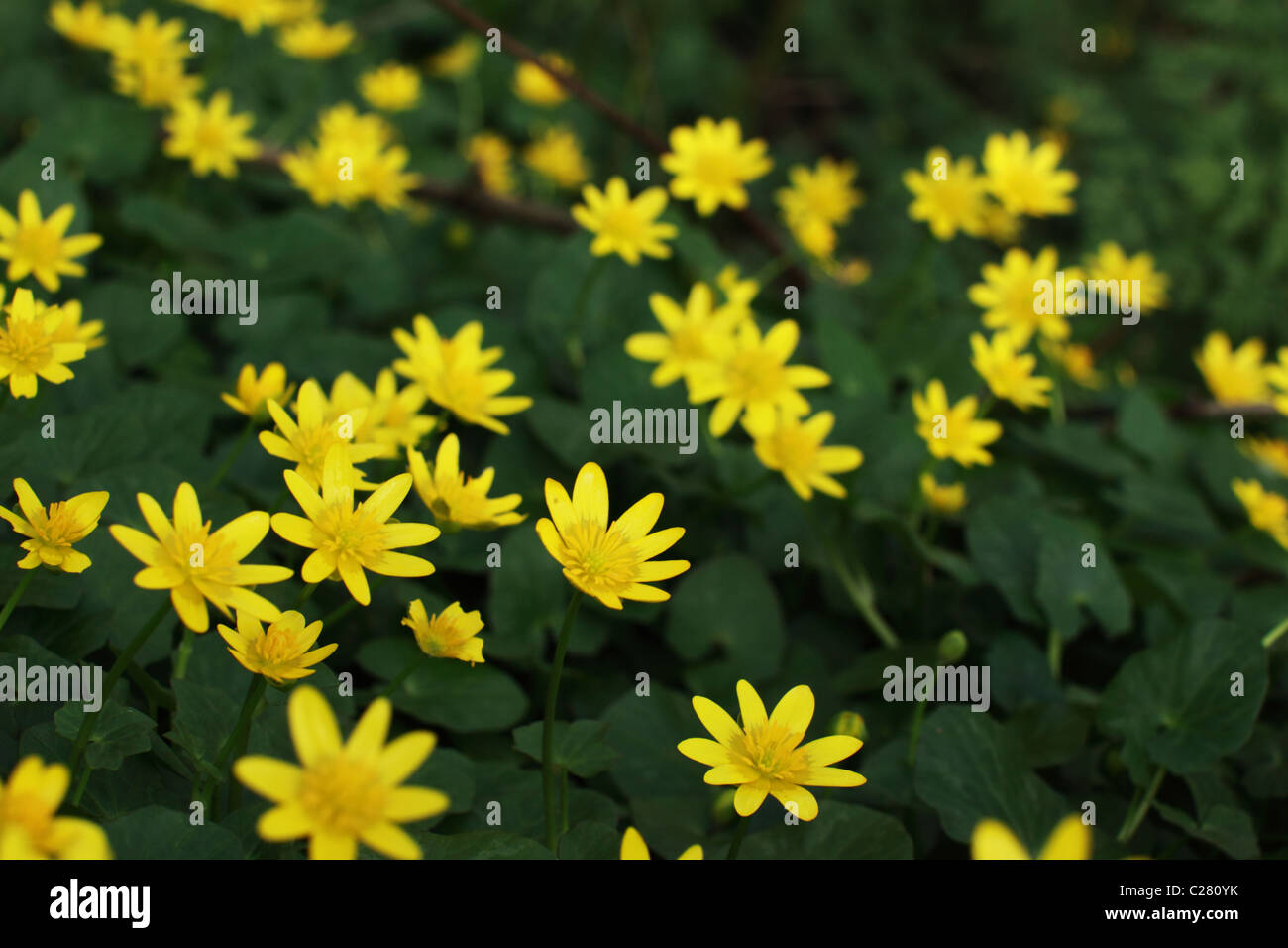 background of beautiful yellow flowers in green natural environment ...