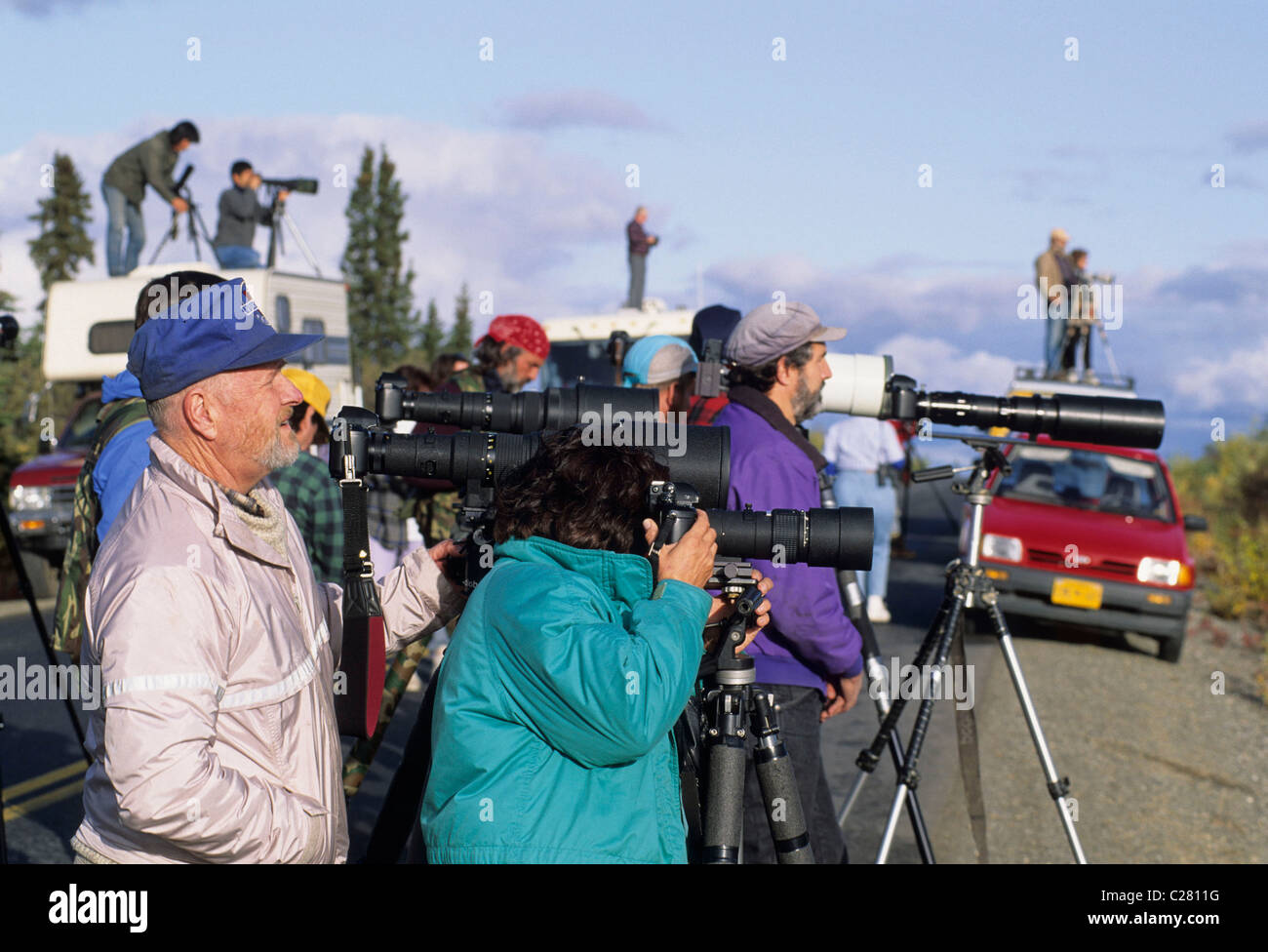 Bull Moose, Denali National Park, Alaska, fall rut, male moose, people ...