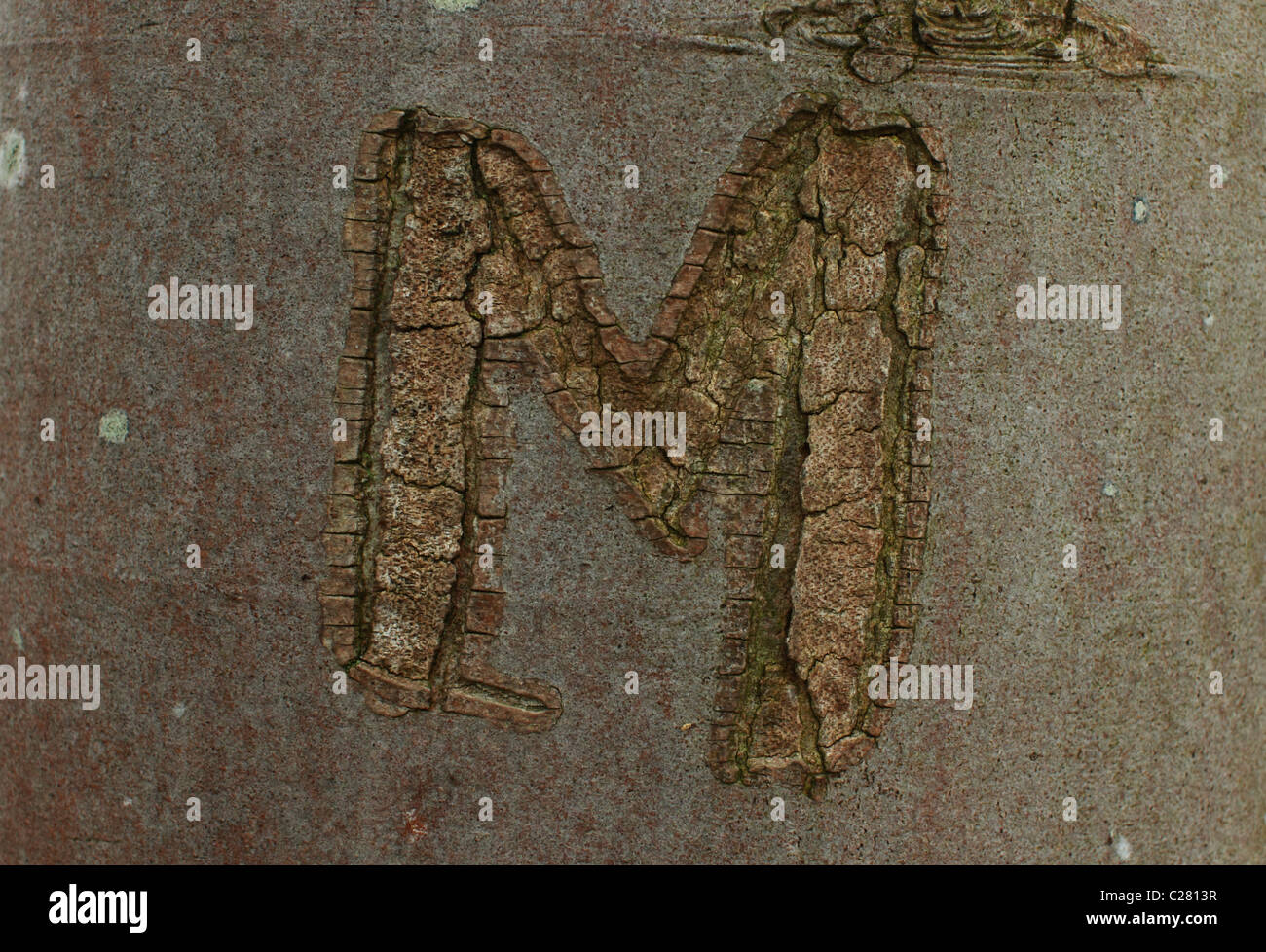 letter "M" cut long time ago on the tree steam Stock Photo - Alamy