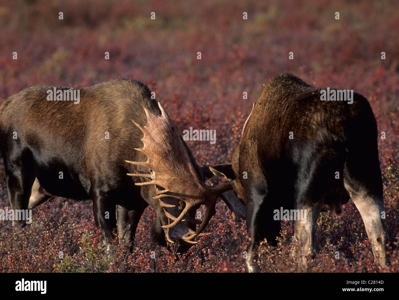 Bull Moose, Denali National Park, Alaska, Autumn, fall, rut, rutting ...