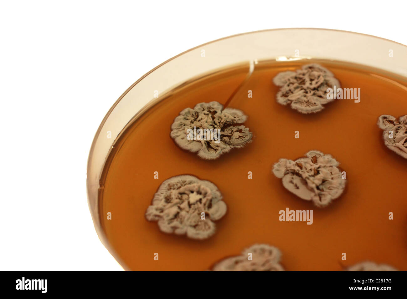 plate with colonies of fungi on the plate isolated on white Stock Photo ...
