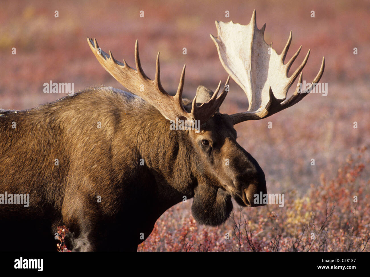 Bull Moose, Denali National Park, Alaska, Autumn, fall, rut, rutting ...