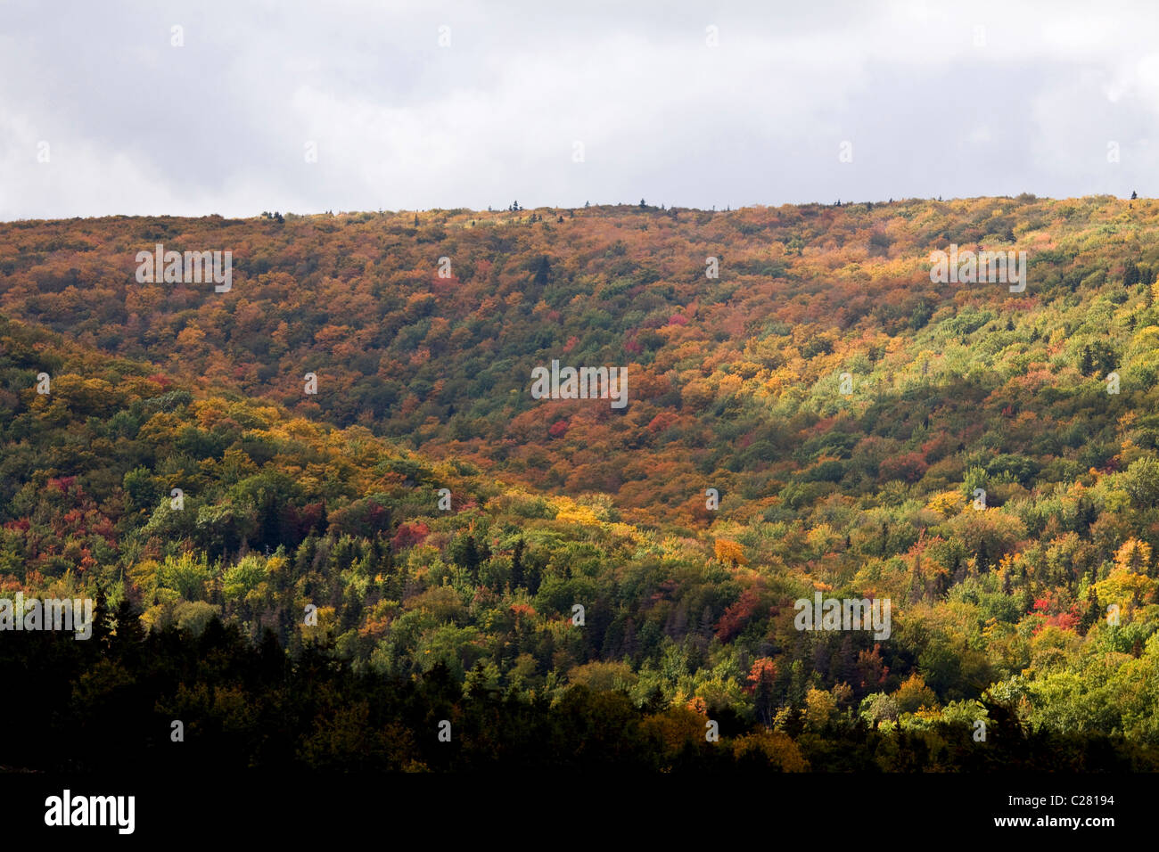 Dappled sunlight over autumn trees, Cape Breton, Nova Scotia, Canada ...