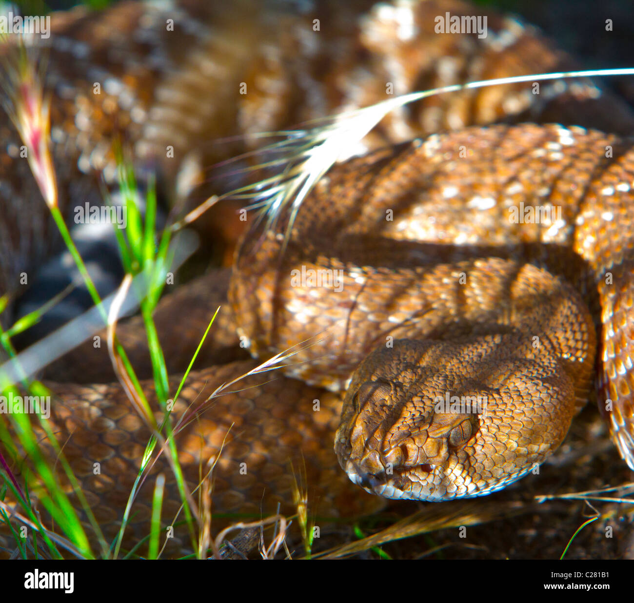 A Red Diamond Rattlesnake Crotalus Ruber ready to strike Stock Photo ...