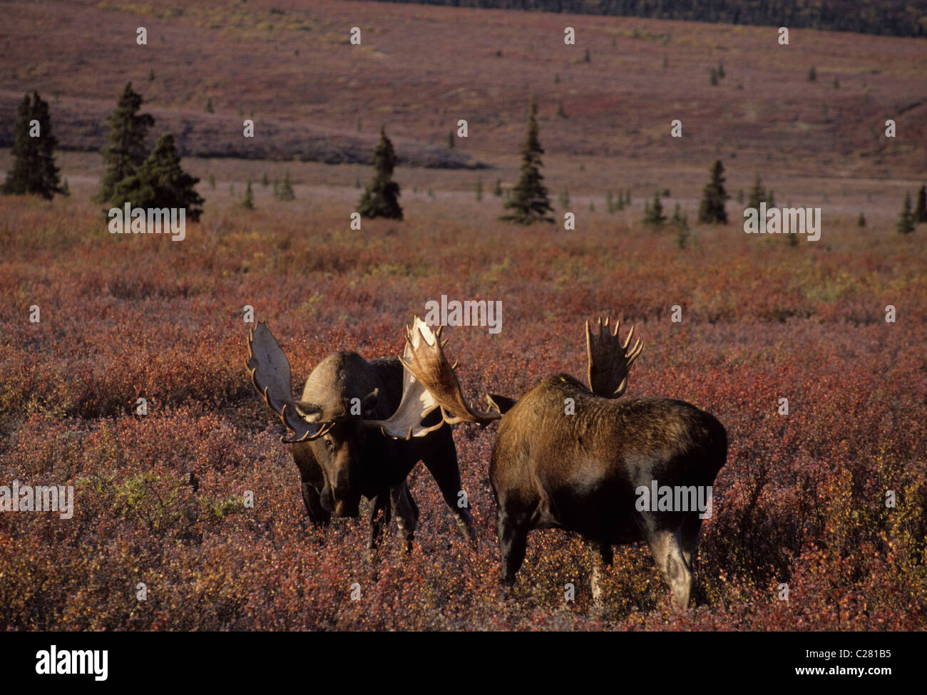 Bull Moose, Denali National Park, Alaska, Autumn, fall, rut, rutting ...