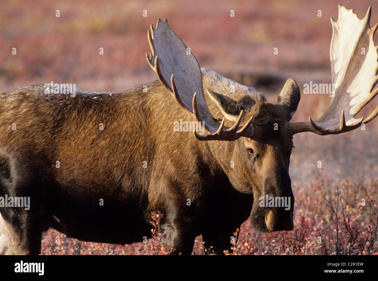 Bull Moose, Denali National Park, Alaska, Autumn, fall, rut, rutting ...