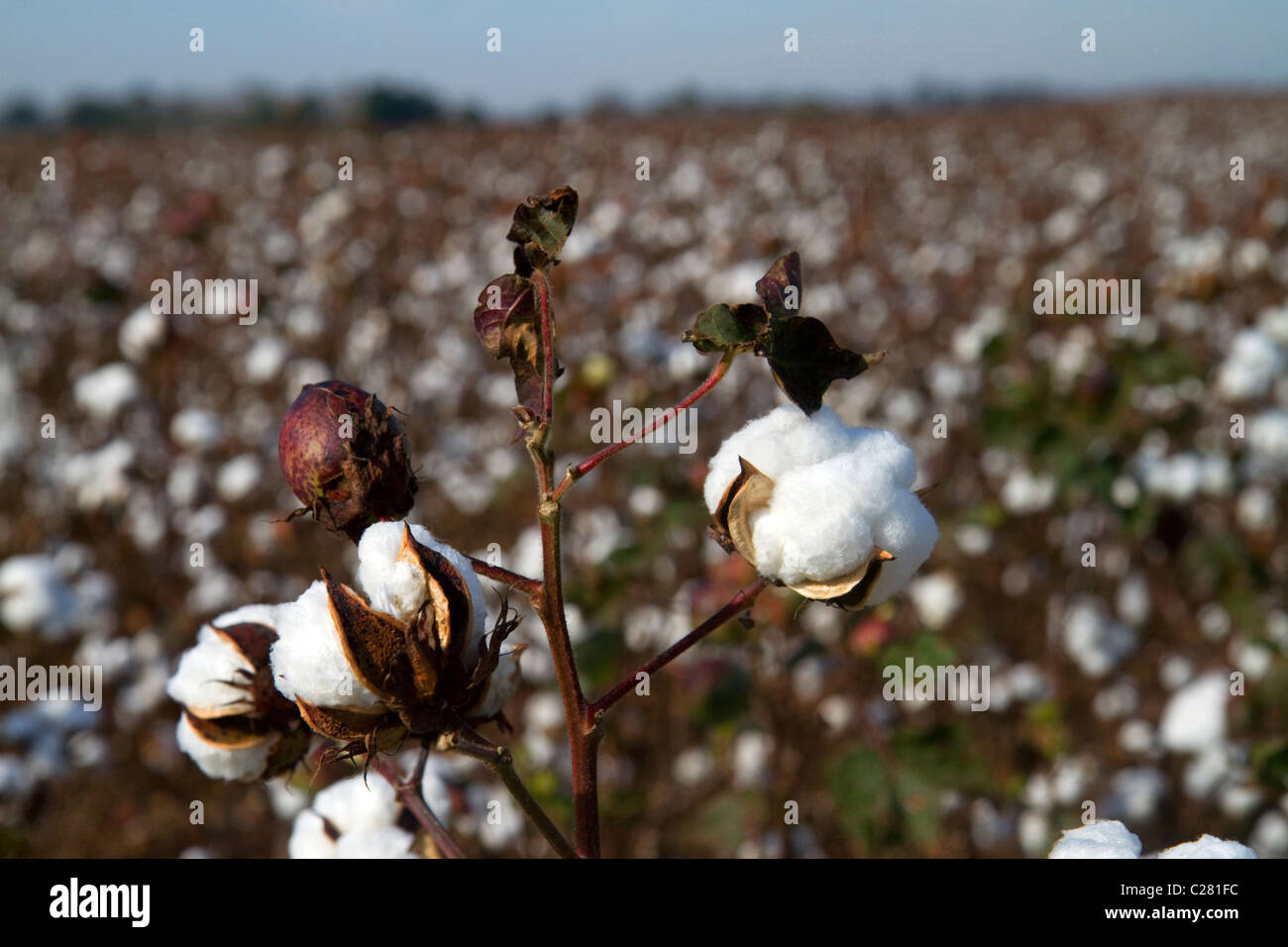 Cotton field ready for harvest in the American South Stock Photo - Alamy