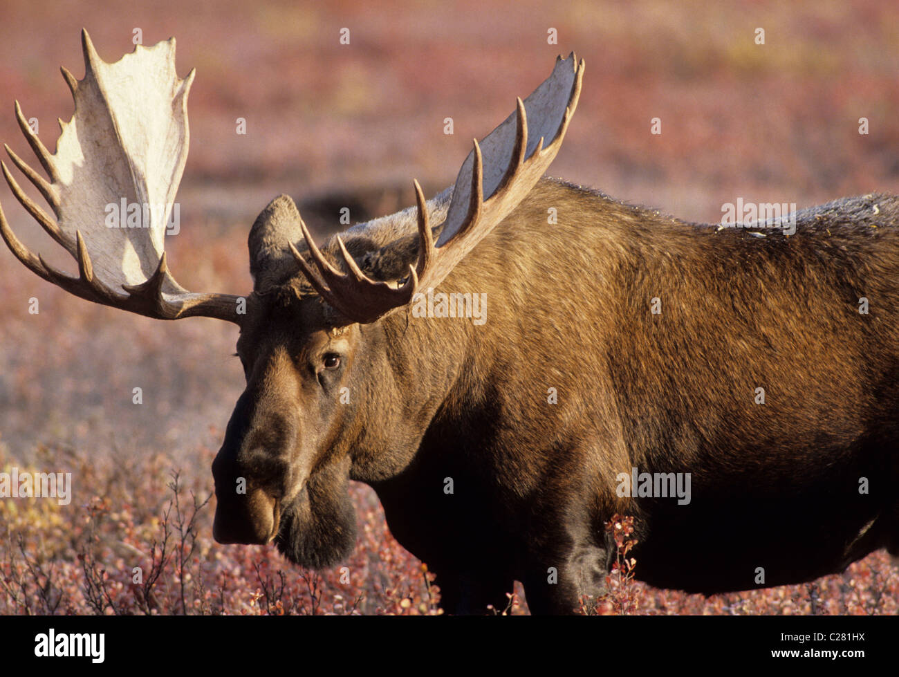 Alaska moose camping hi-res stock photography and images - Alamy
