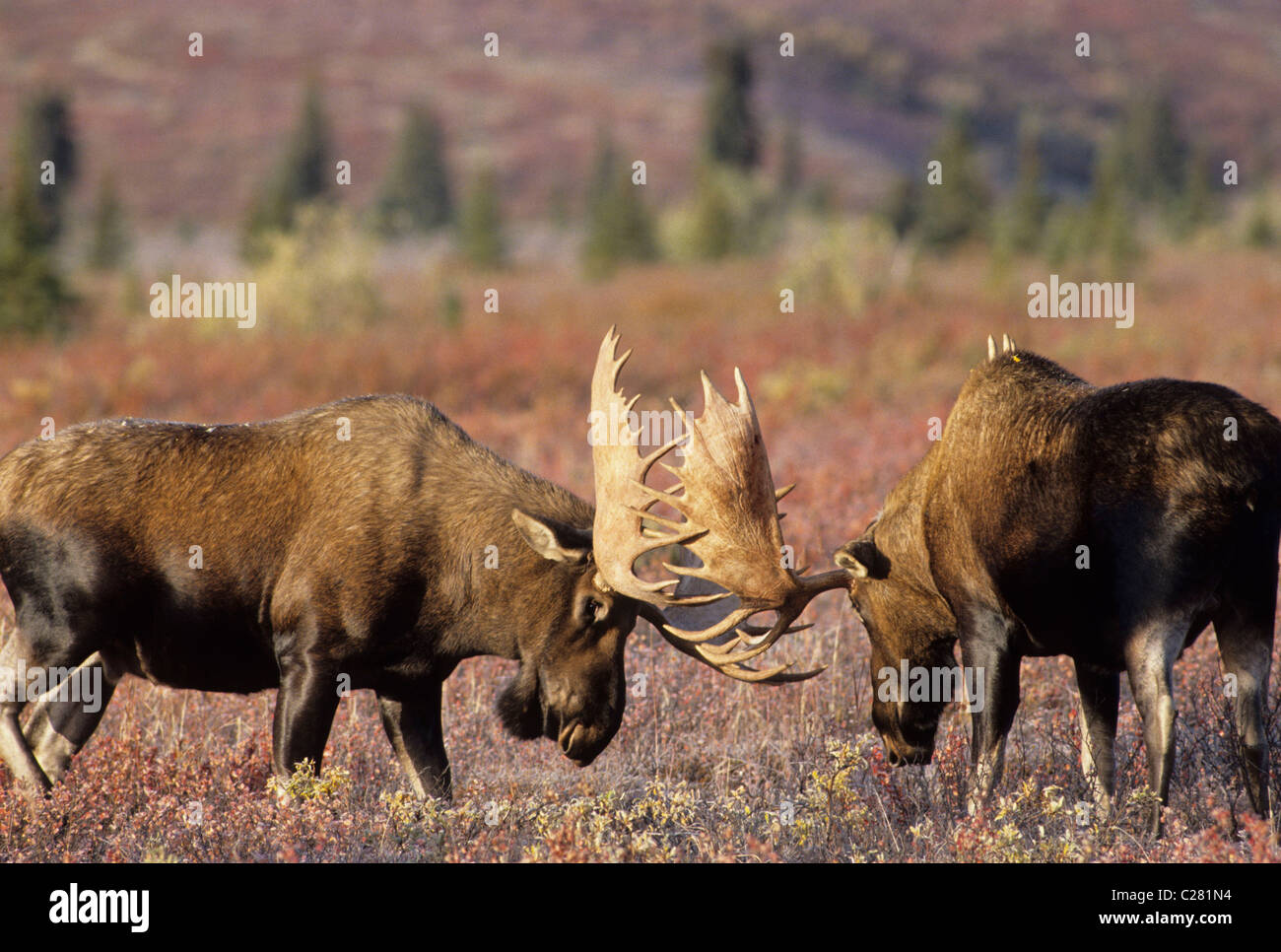 Bull Moose, Denali National Park, Alaska, Autumn, fall, rut, rutting ...