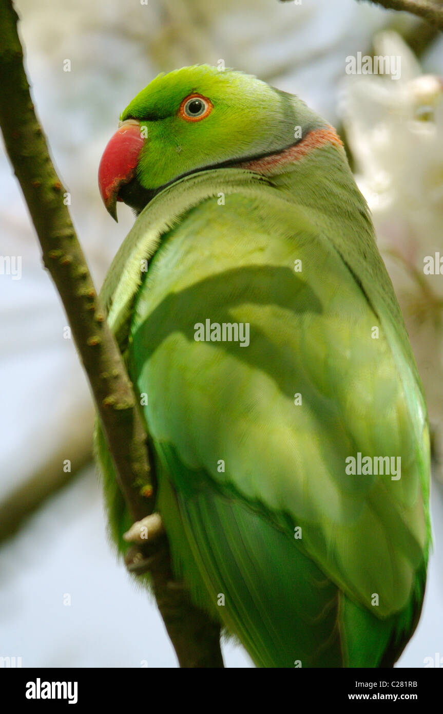A wild Rose Ringed Parakeet (green parrot) in west London - hiding, it ...
