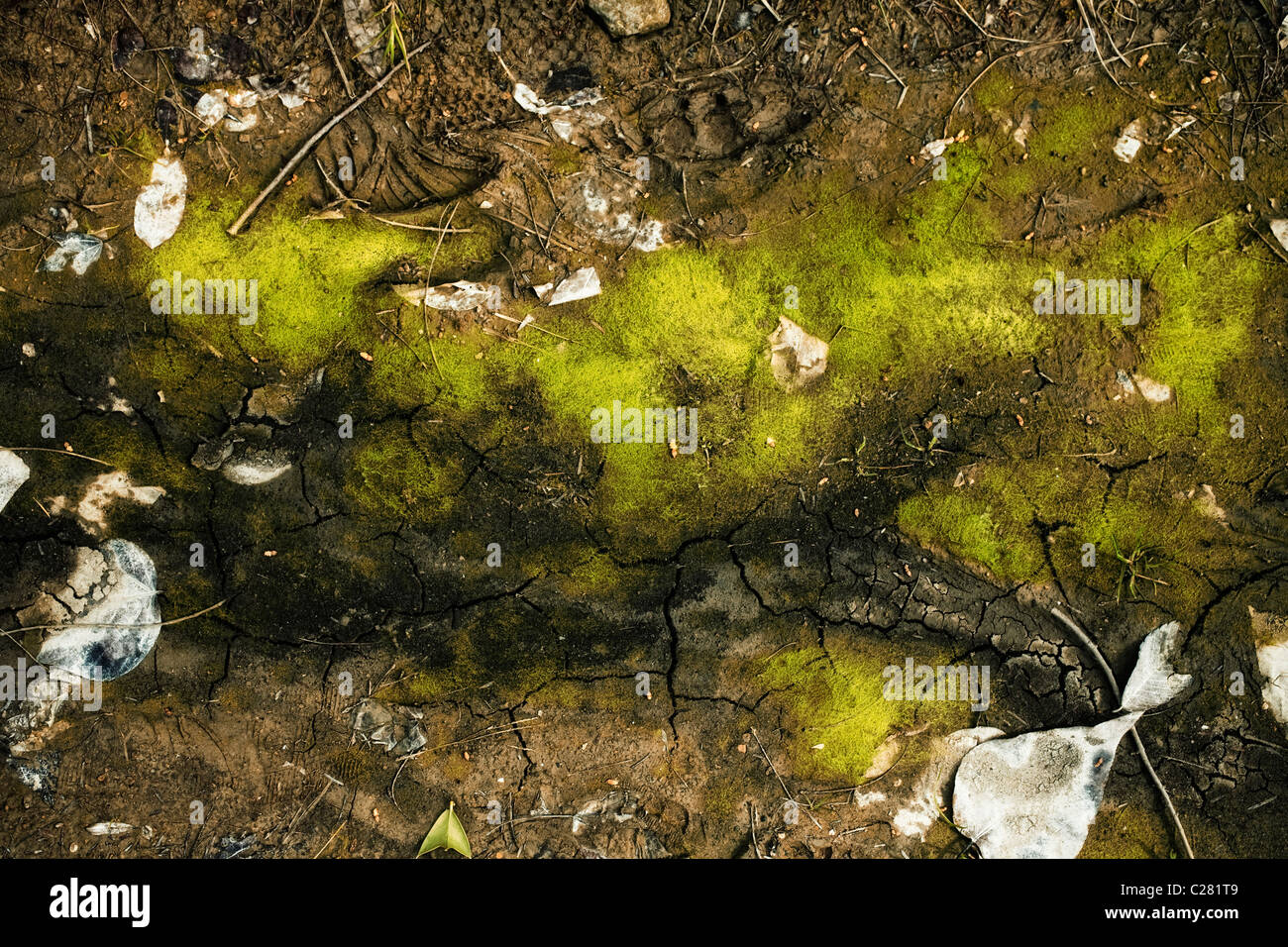 texture of the soil with green moss and cracks closeup Stock Photo - Alamy
