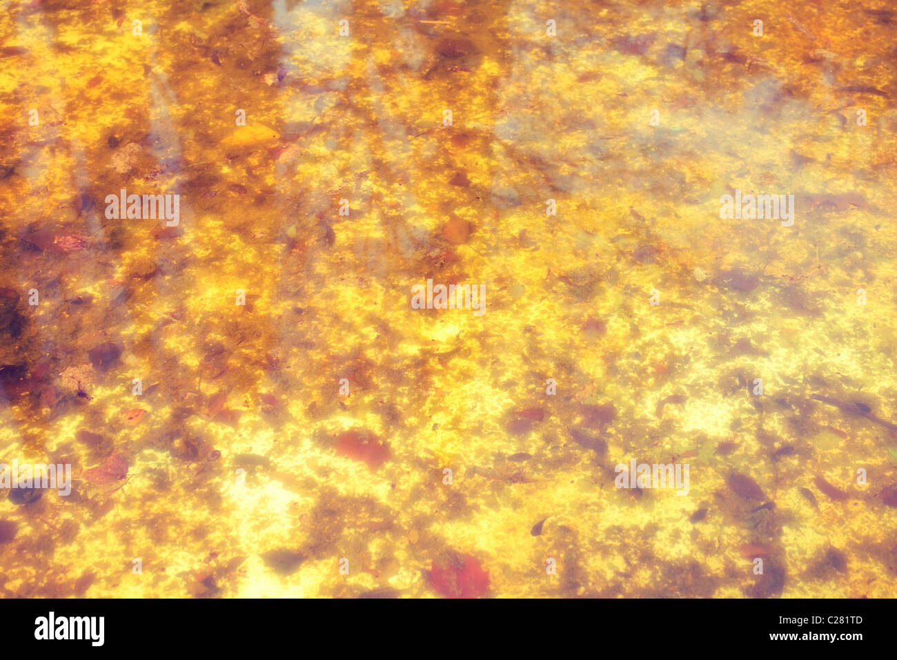 beautiful yellow water surface close up Stock Photo - Alamy