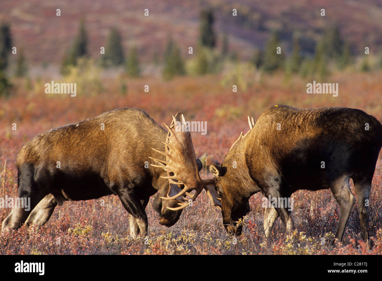 Bull Moose, Denali National Park, Alaska, Autumn, fall, rut, rutting ...